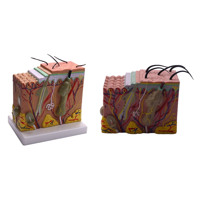 2x Skin Model, 35X/50X Skin and Hair Structure Enlarge Model Anatomical ...