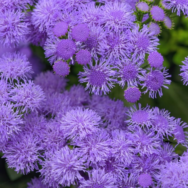 3.25 in. Ageratum Monarch Magic Floss Flower Live Perennial Plant with ...