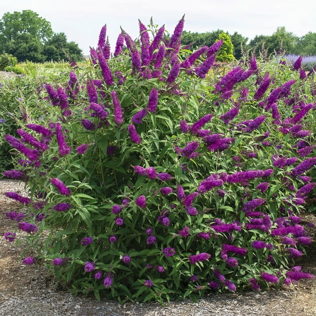 3.25 in. Live Shrub Buddleia Butterfly Bush Royal Razz with Full ...