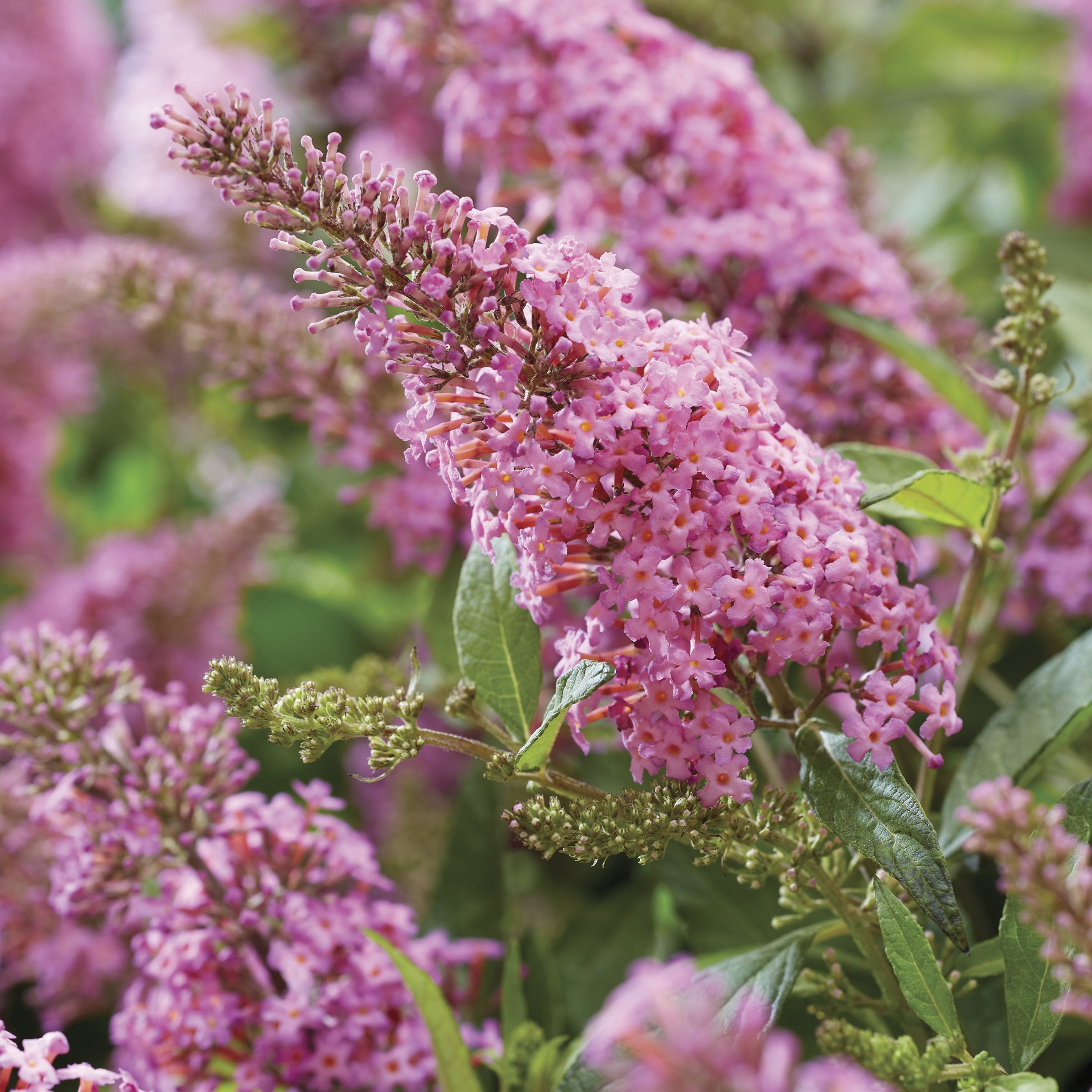 3.25 in. Buddleia Butterfly Candy 'Lil Taffy Live Shrub with Pink ...