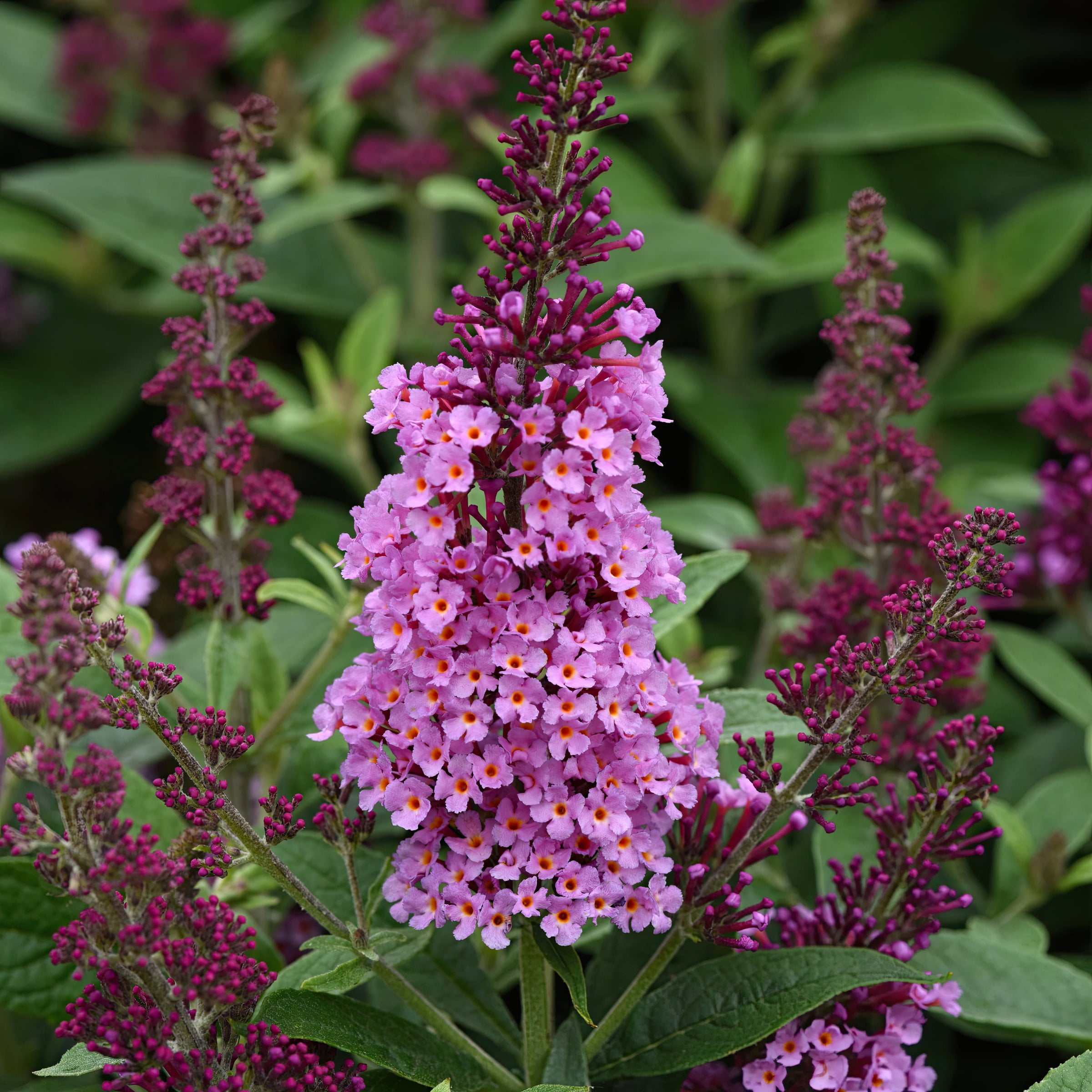 3.25 in. Buddleia Chrysalis Dwarf Butterfly Pink Live Shrub with Pink ...