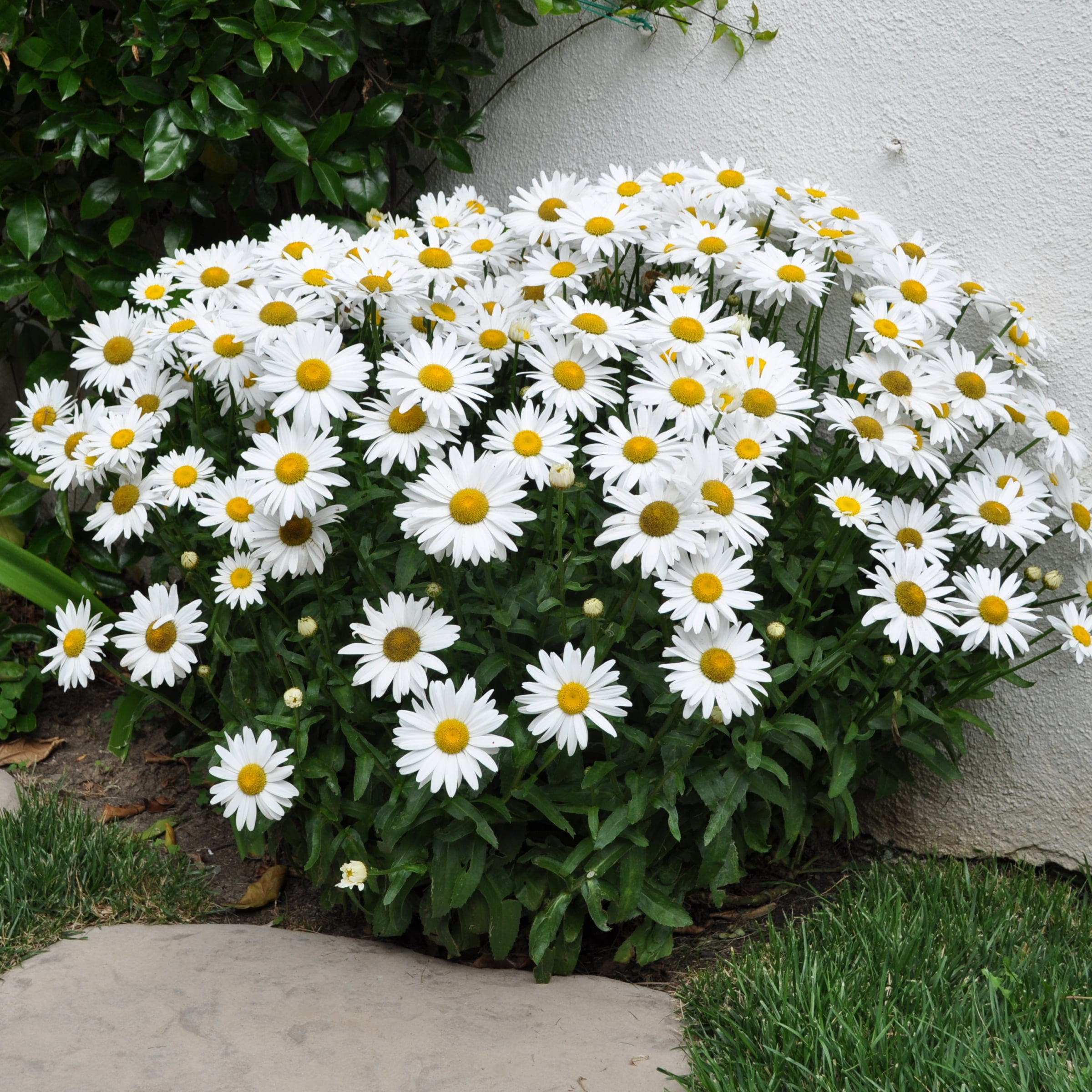 3.25 in. Leucanthemum White Mountain Live Perennial Plant Full Sun with ...