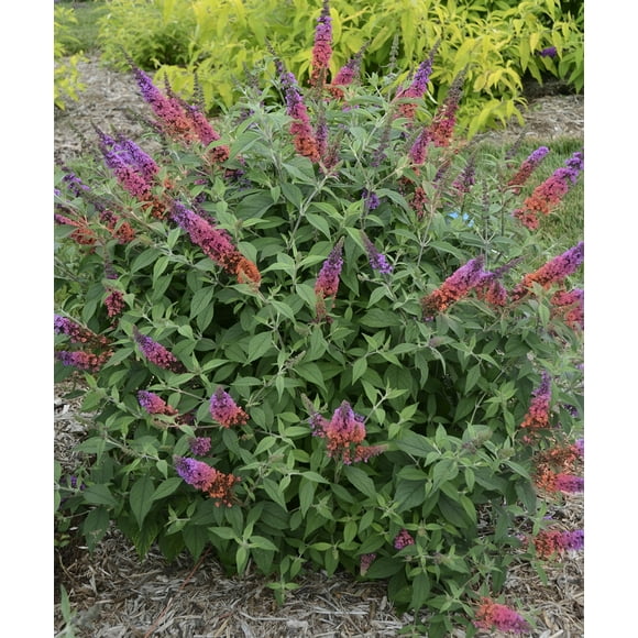 Butterfly Bush Shrub