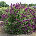 National Plant Network 3.25 in. Live Shrub Buddleia Butterfly Bush ...