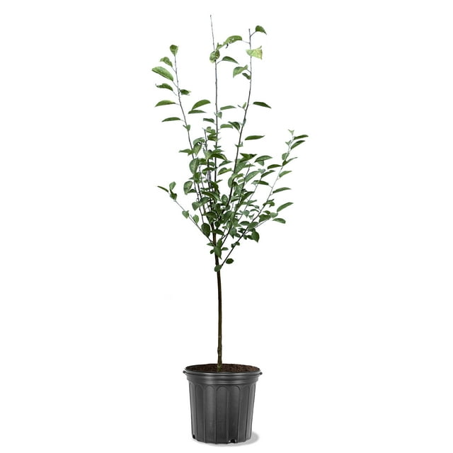 3-4 ft. Lambert Fruiting Cherry Tree Semi Dwarf - Walmart.com