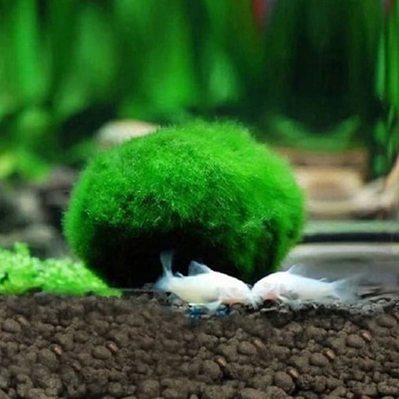 Live Marimo Moss Ball
