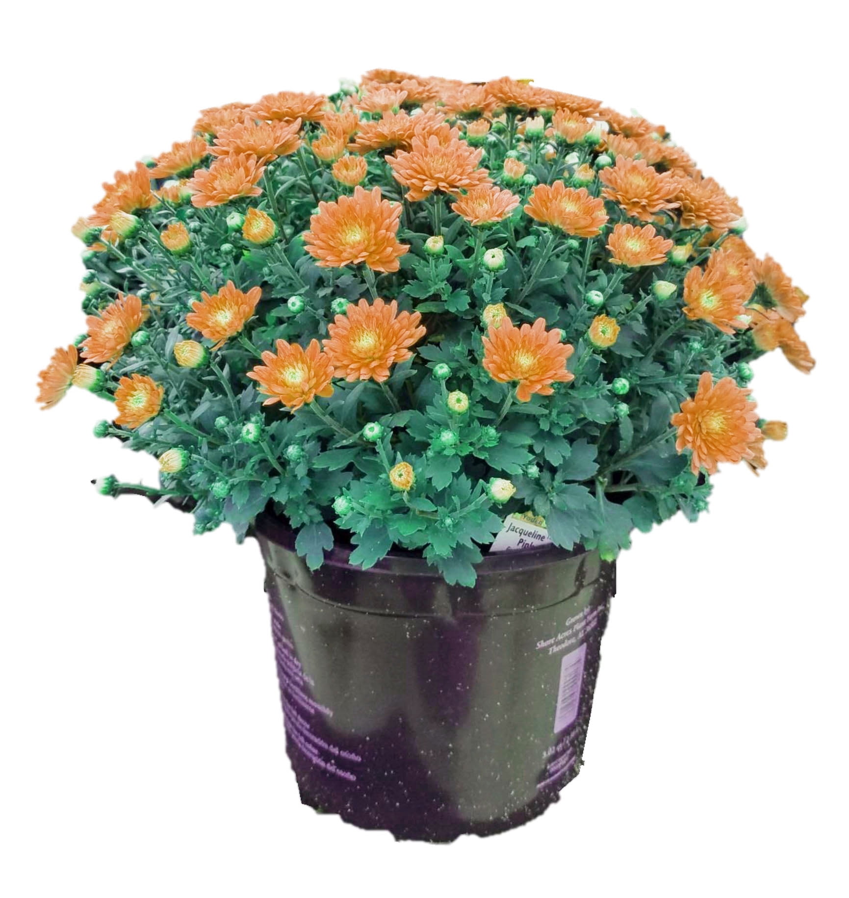 3.5g Mum/grass Bronze - Walmart Business Supplies