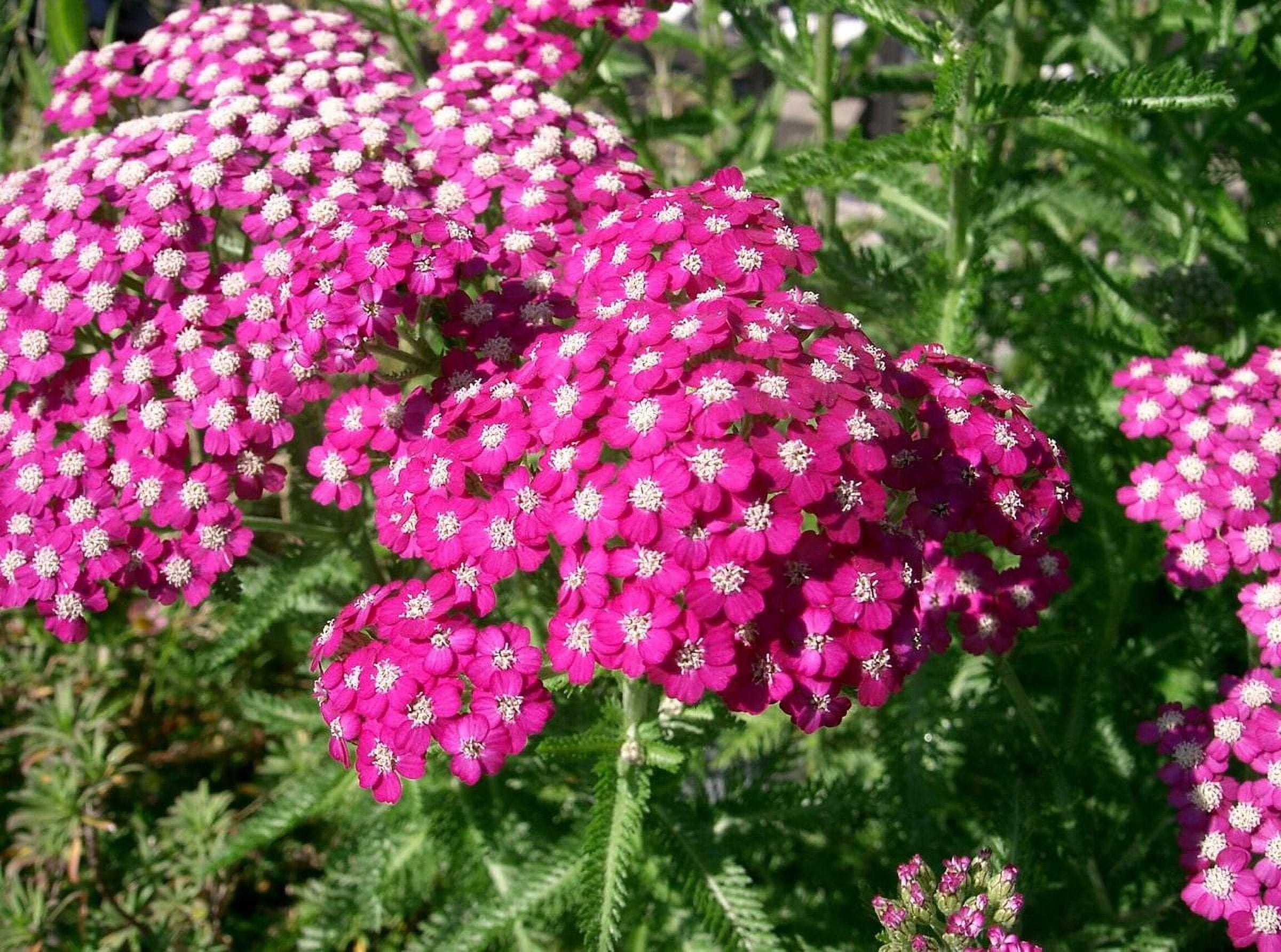 3 ACHILLEA millefolium 'Cerise Queen' Plants, Full-Part Sun, Perennial Flowers - Walmart.com