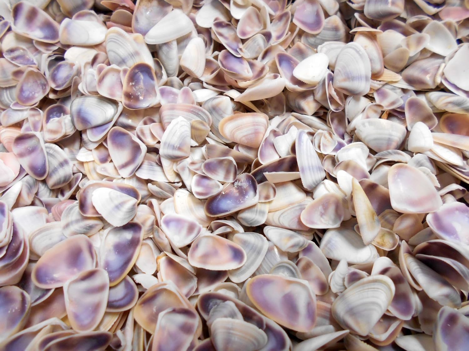 3 (About One Gallon) Blue/White/Purple Coquina Shells Seashells (About ...
