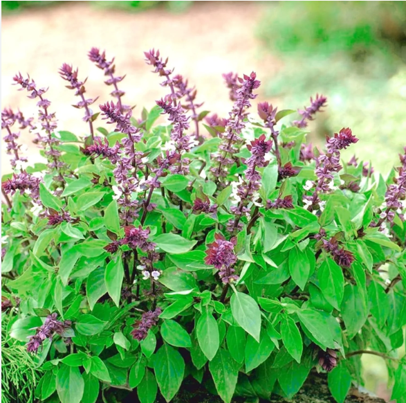 3 African Blue Basil Plants Live, Basil Herbs Mint Live Plants Ready To ...