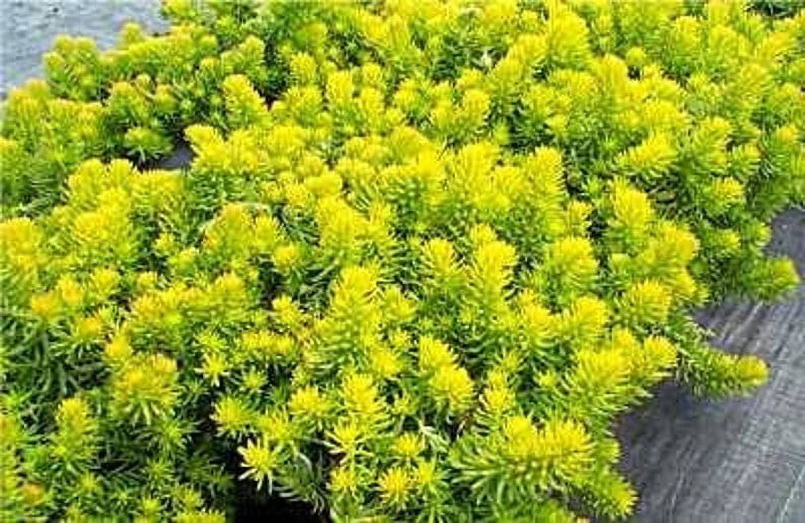 3 Angelina Sedum in 3.5 inch Containers - Walmart.com