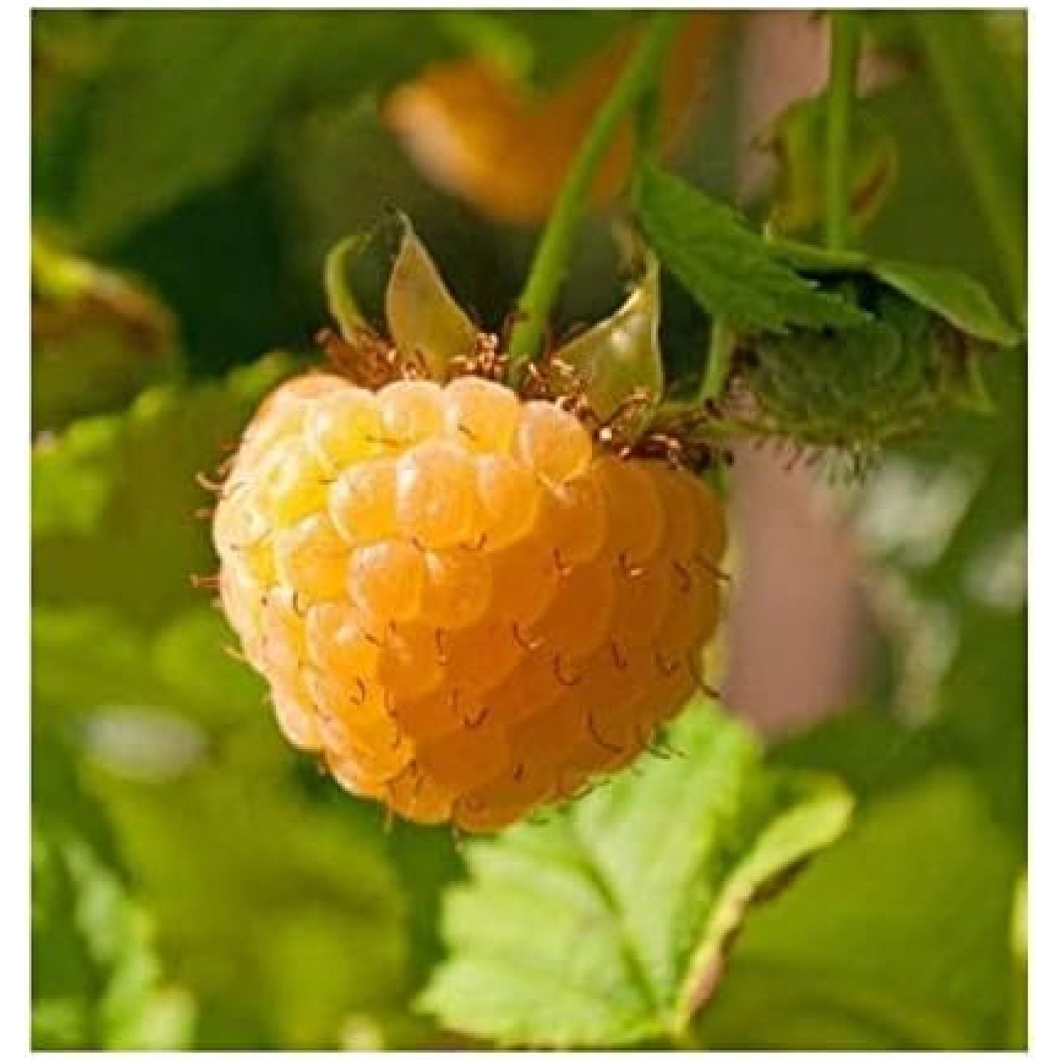 3 Anne Golden EverBearing Raspberry Plants - Large 2 Year Old Plant ...