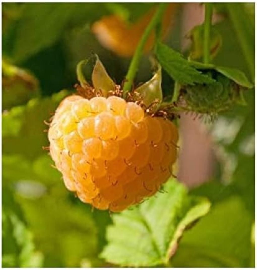 3 Anne Golden EverBearing Raspberry Plants - Large 2 Year Old Plant ...