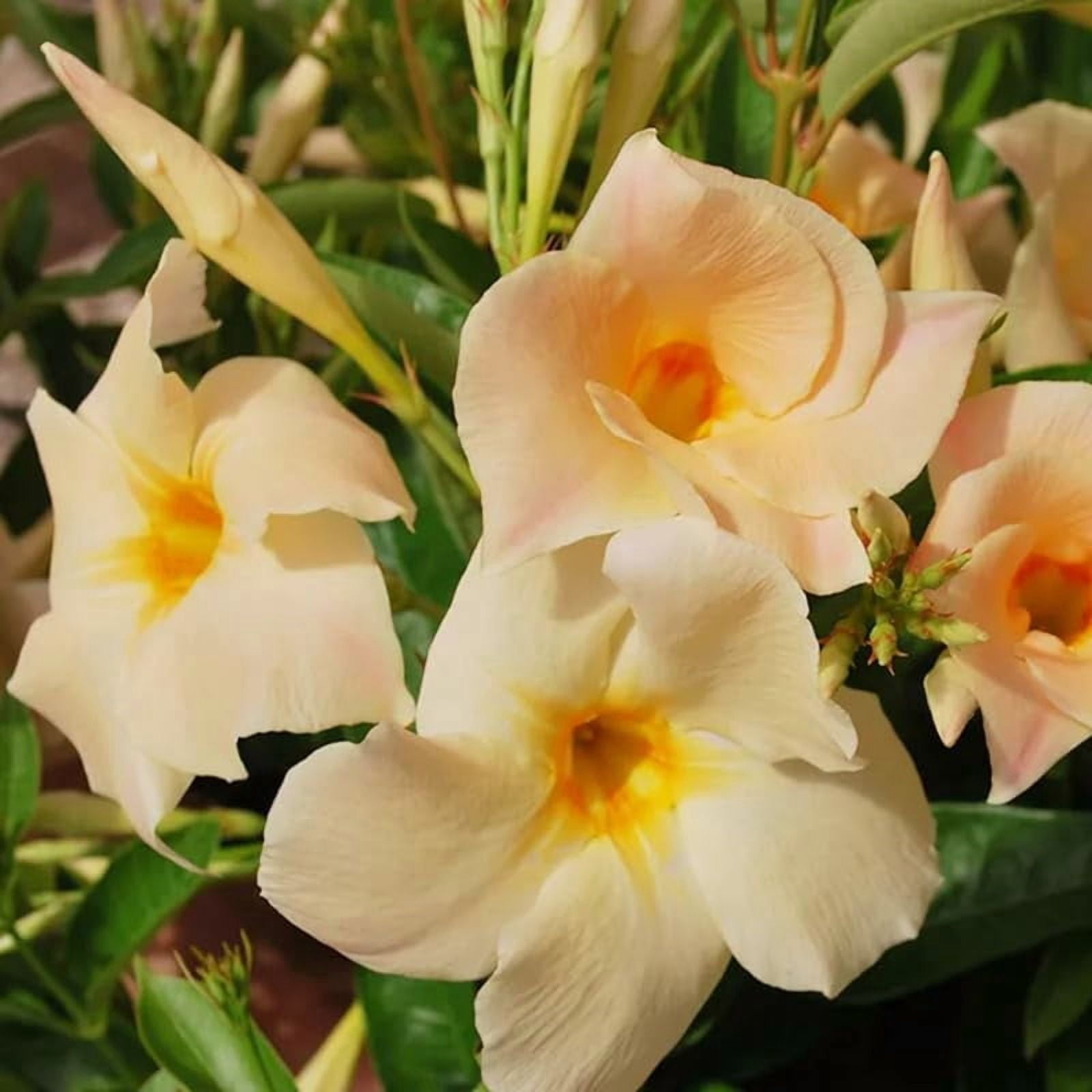 3 Apricot Mandevilla Plants Live, 5-10” Tall Flowering Mandevilla Vines ...
