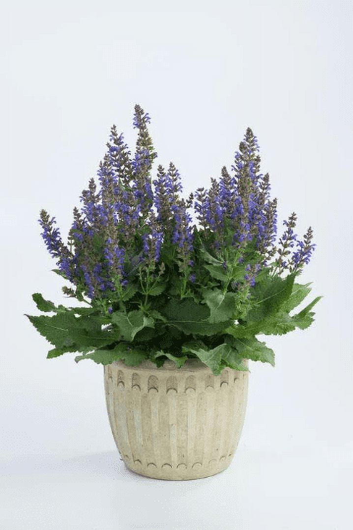 3 April Night Meadow Sage Sallyrosa salvia nemorosa - Walmart.com