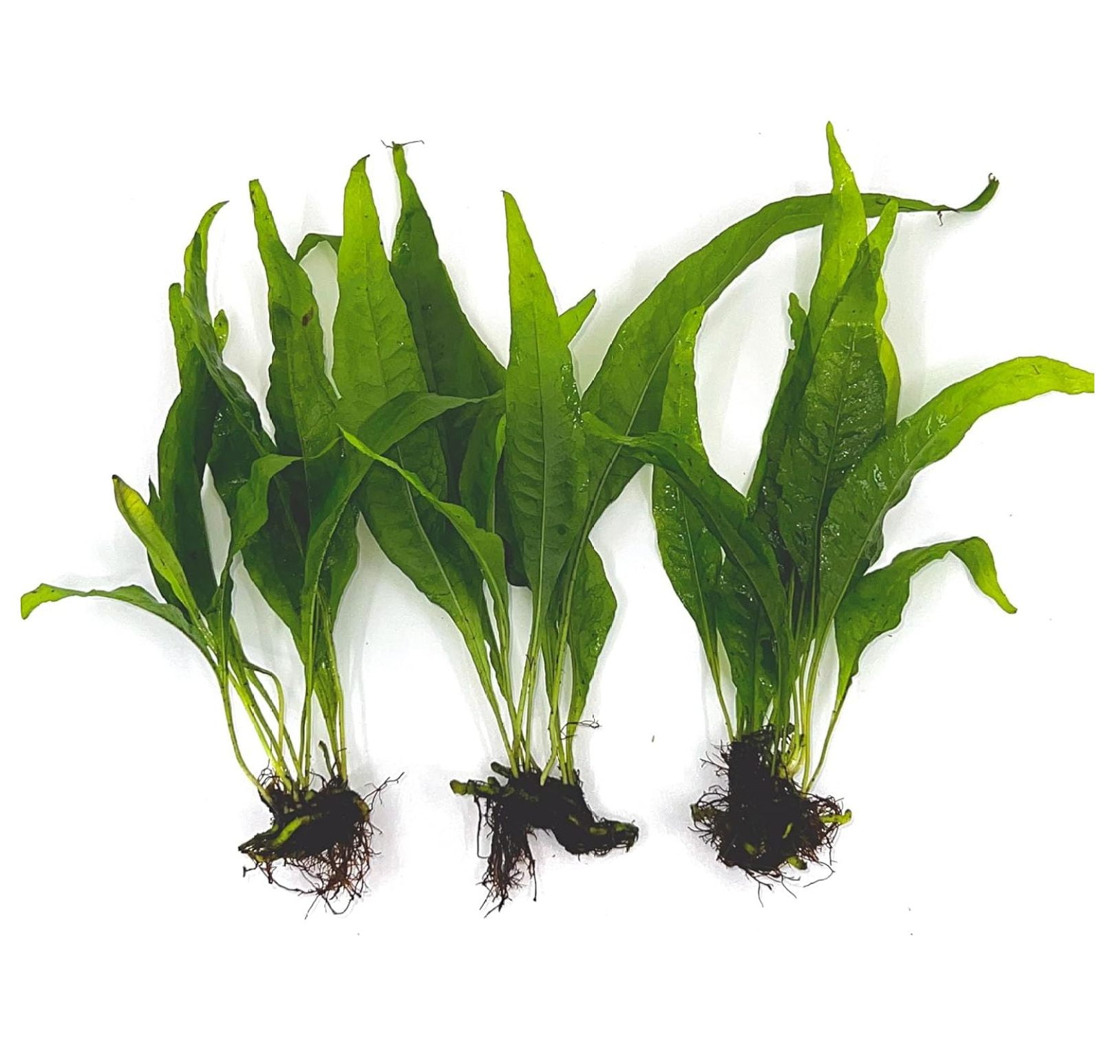 3 Aquatic Plants Bundle | Live Plants for Freshwater Aquariums (3 X ...