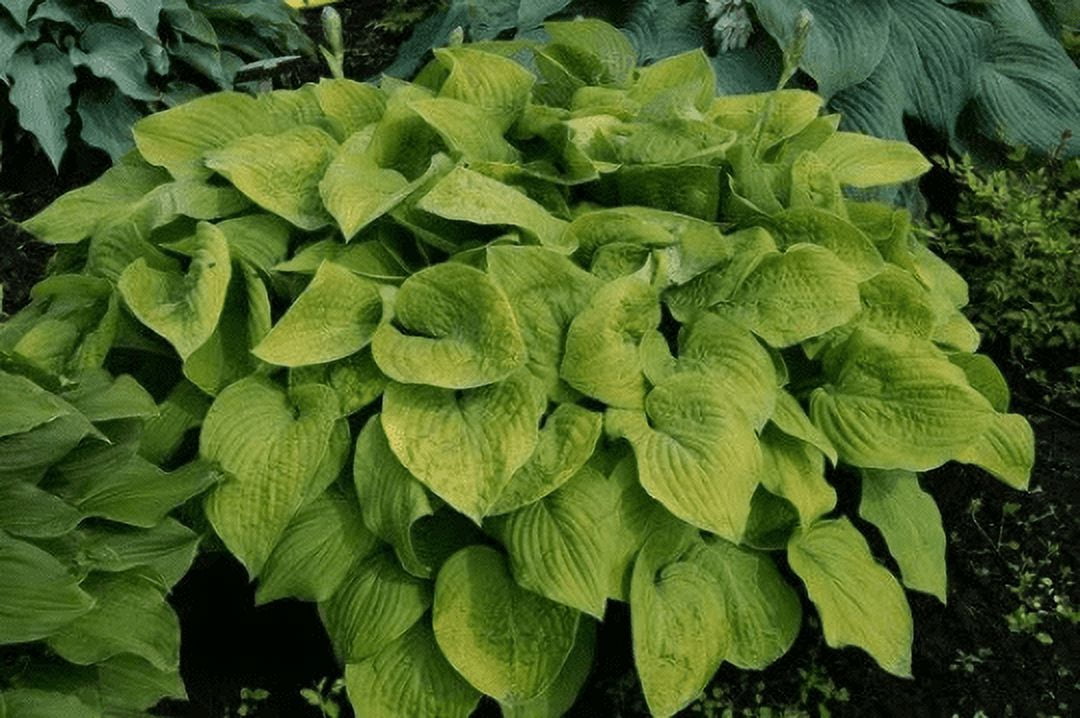 3 August Moon Hosta Bareroot - Walmart.com