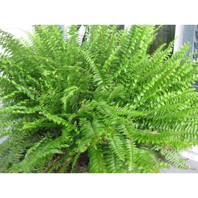 Daylily Nursery Boston Fern Live Plants in Grower Pot - Walmart.com