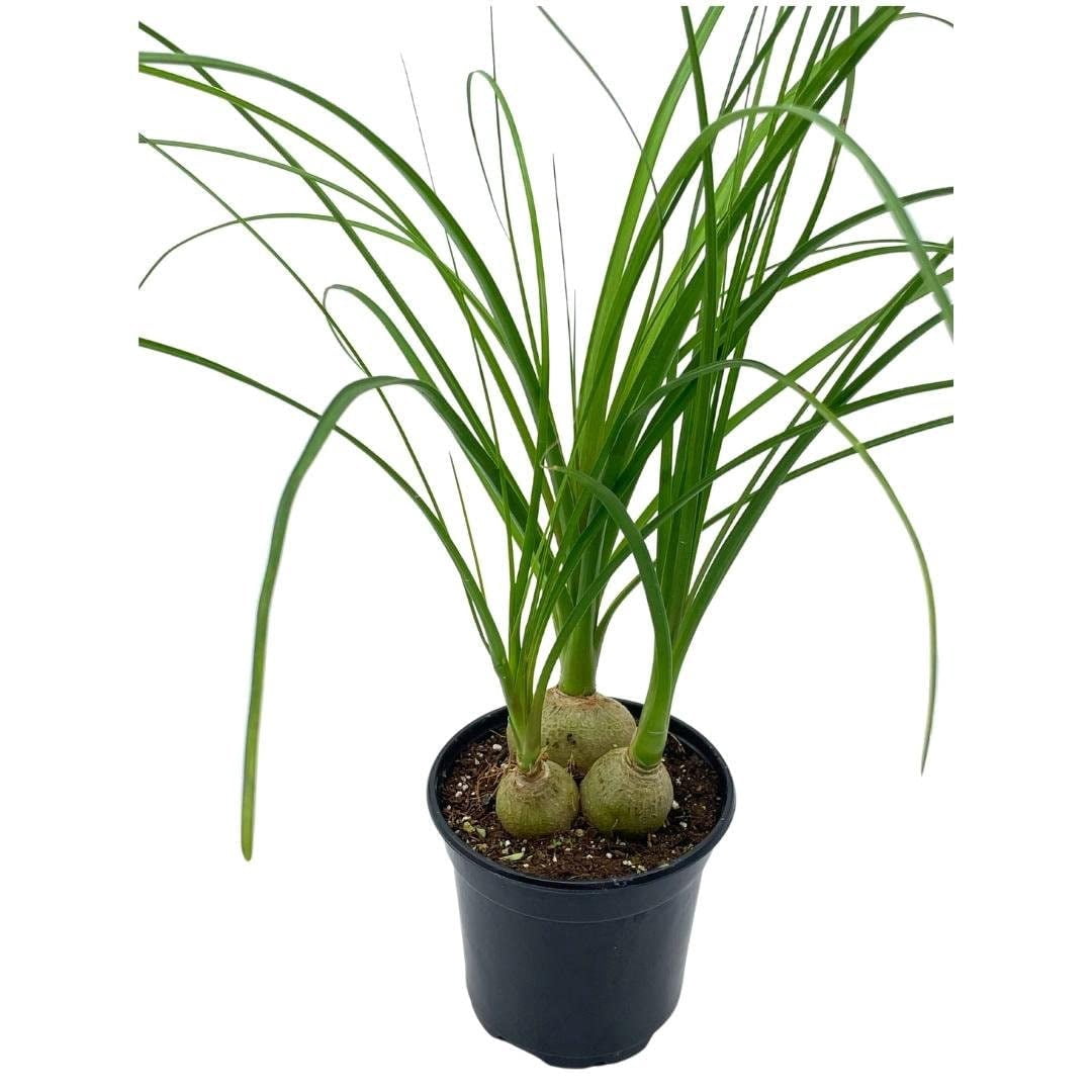 Florida House Plants Baby Ponytail Palms Live Plants in 4" Pot ...