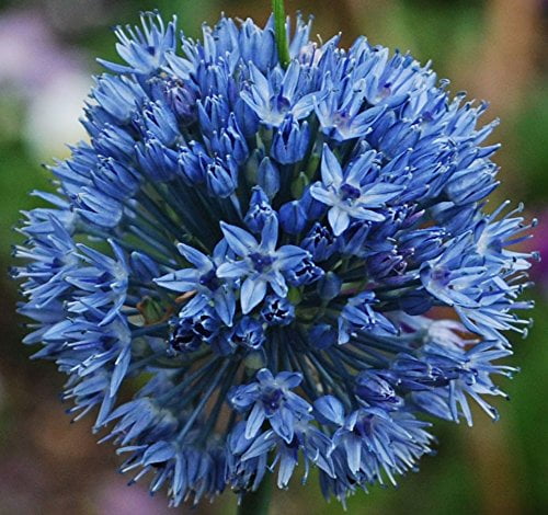 (3) Beautiful Flowering"Blue Allium Azureum Caeruleum" Bulbs - Walmart.com