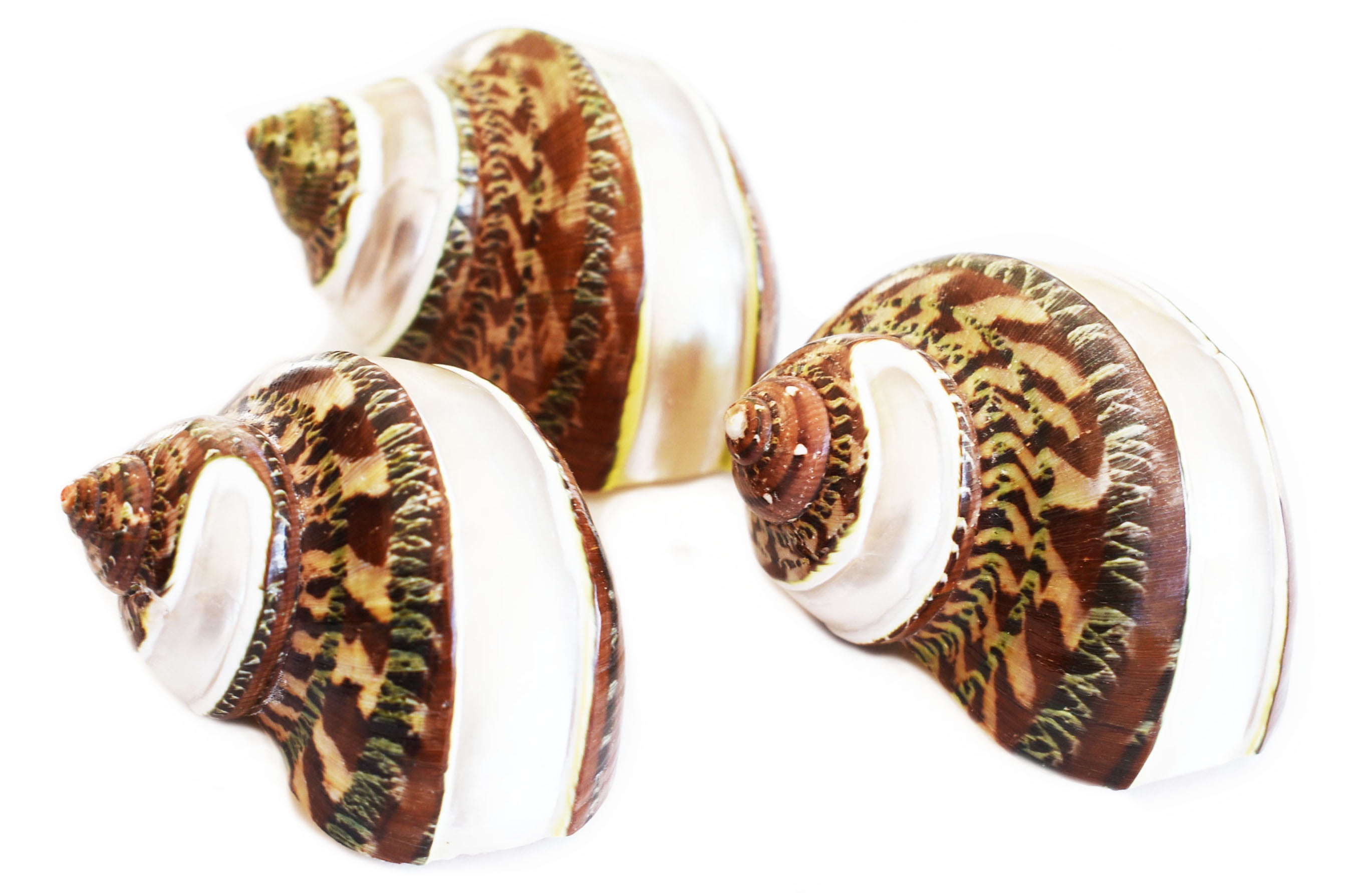 3 Beautiful Large Banded Tapestry Turbo Shells 2-2 1/2" (1"+open) Beach ...