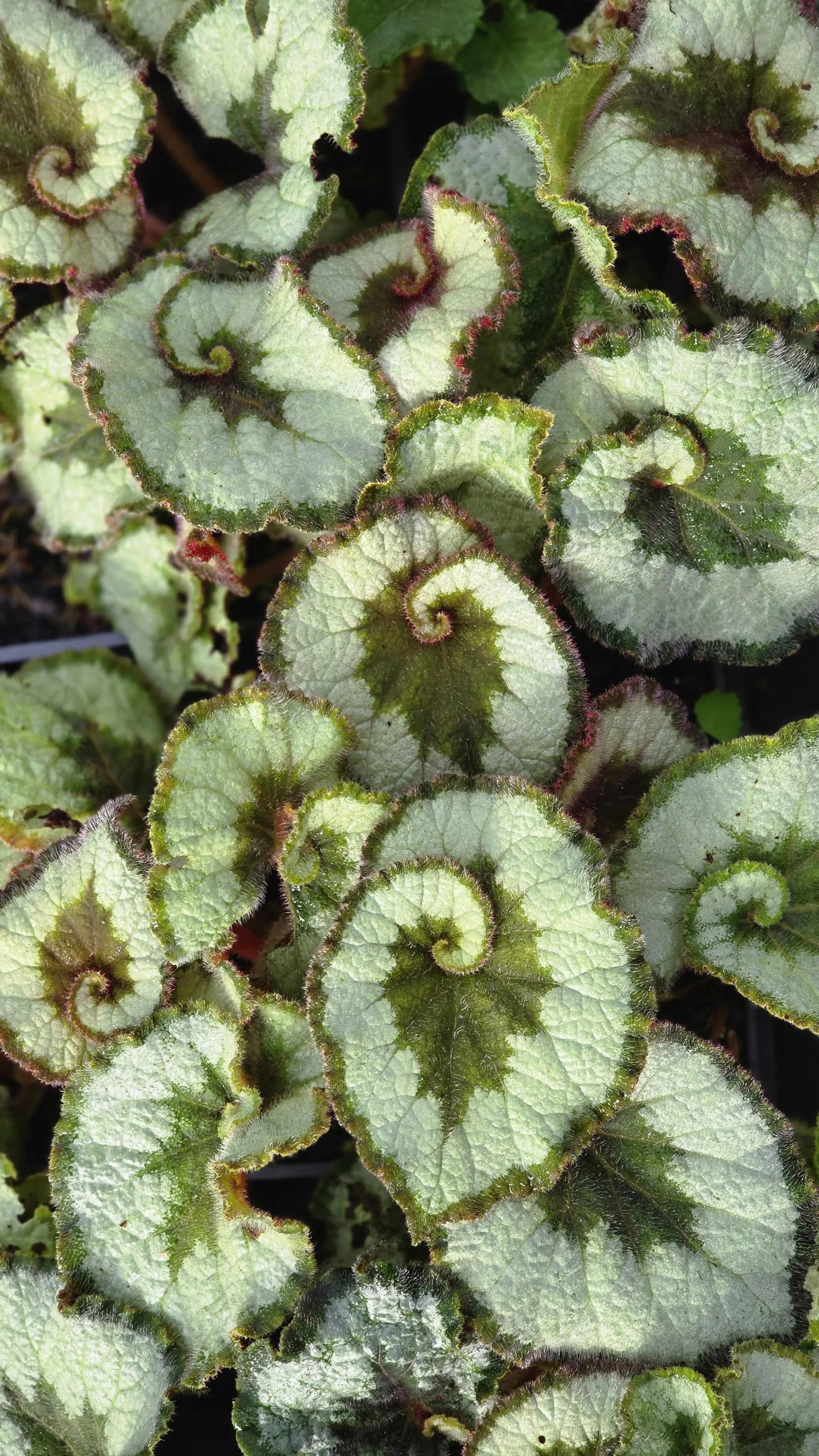 3 Begonia Rex 'Escargot' Plants in 3.5" Pots - Walmart.com