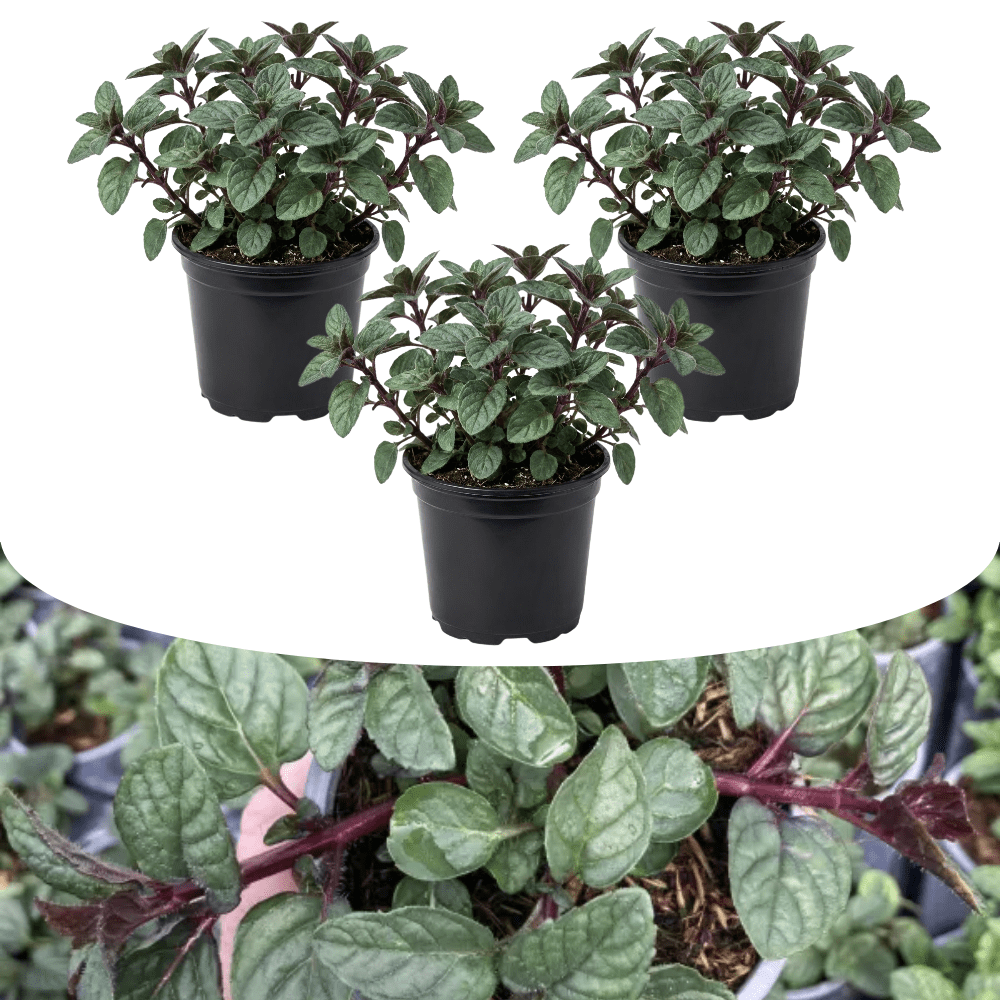 3 Berries Creams Mint Plants, Live Mint Plants, 3-5'' Tall, Live Edible ...