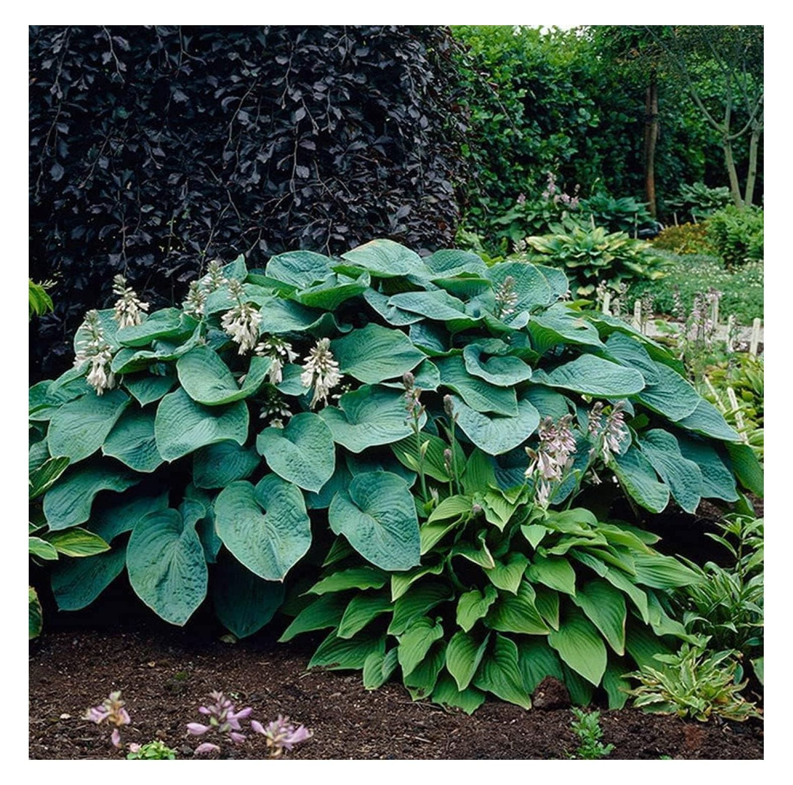 3 Big & Giant Hosta Perennial Mix, Blue-Green and Yellow-Green Masssive ...