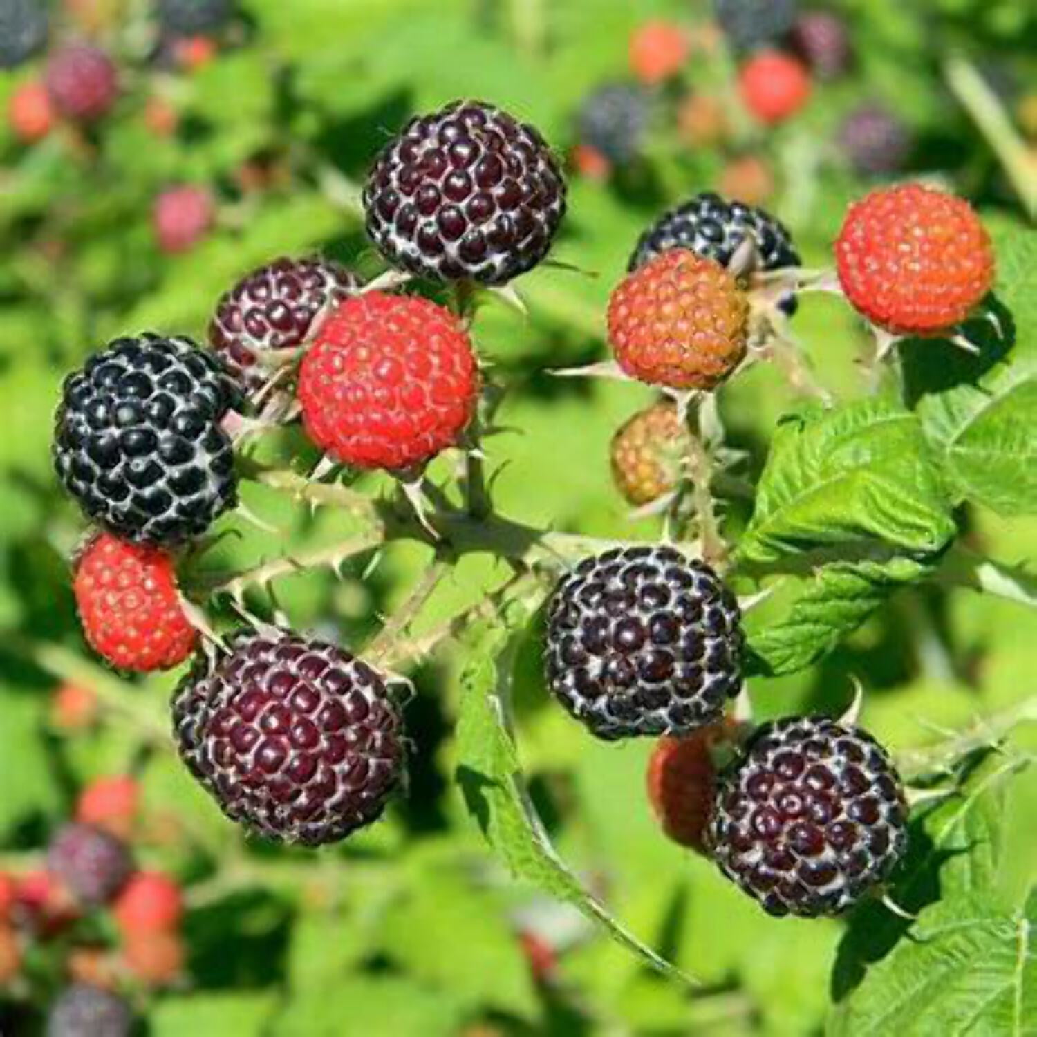 3 Black Raspberry Plant/Roots, (Bare-Root) - Walmart.com