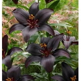 3 Blackstone Lily Bulbs for Planting - Lilium Flowers - Walmart.com