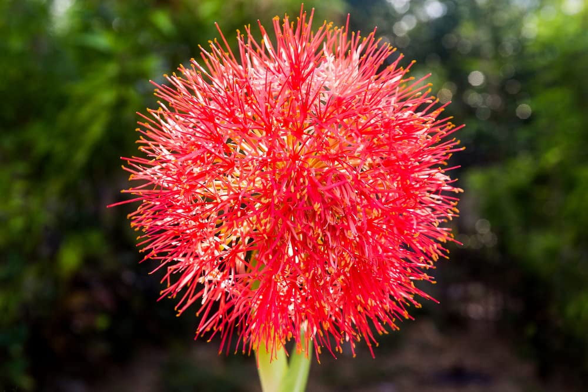 3 Blood Lily Bulbs for Planting - Haemanthus multiflorus - Walmart.com