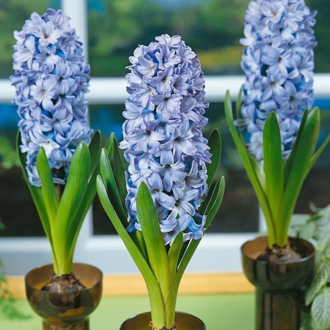 3 Blue Hyacinth Bulb and 3 Forcing Vase - Ready to Grow Indoor Hyacinth ...