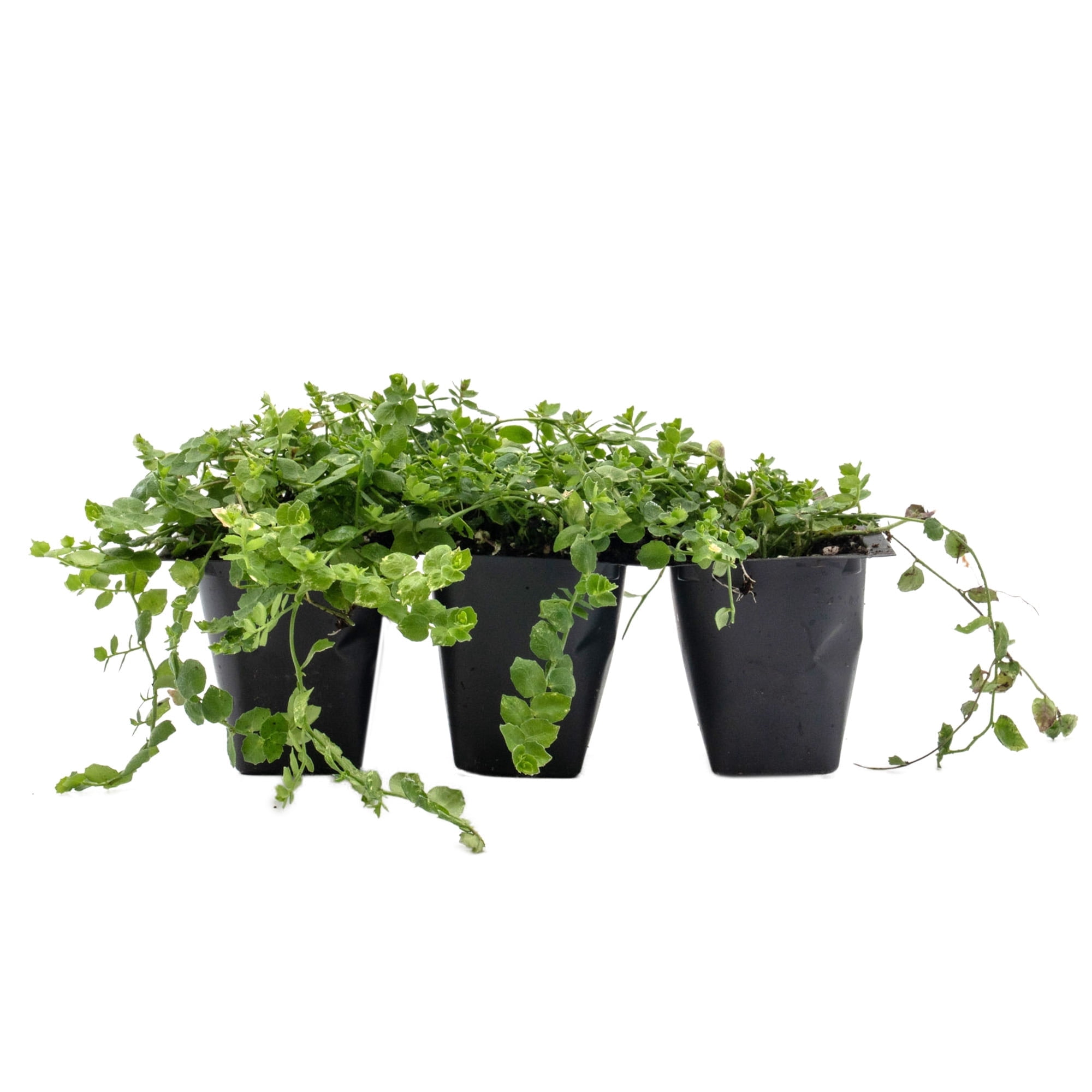 3 Blue Star Creeper (Isotoma fluviatilis) | Low-Growing Evergreen ...