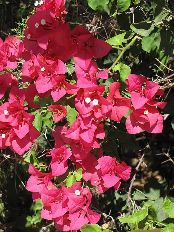 3 Bougainvillea ‘Barbara Karst’, Live Plants, 2.5” Nursery Cubes ...
