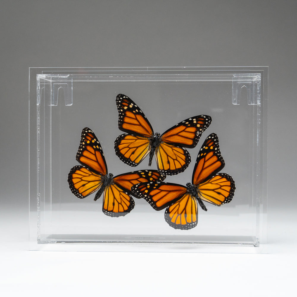 3 Butterflies in Clear Display Frame - Walmart.com