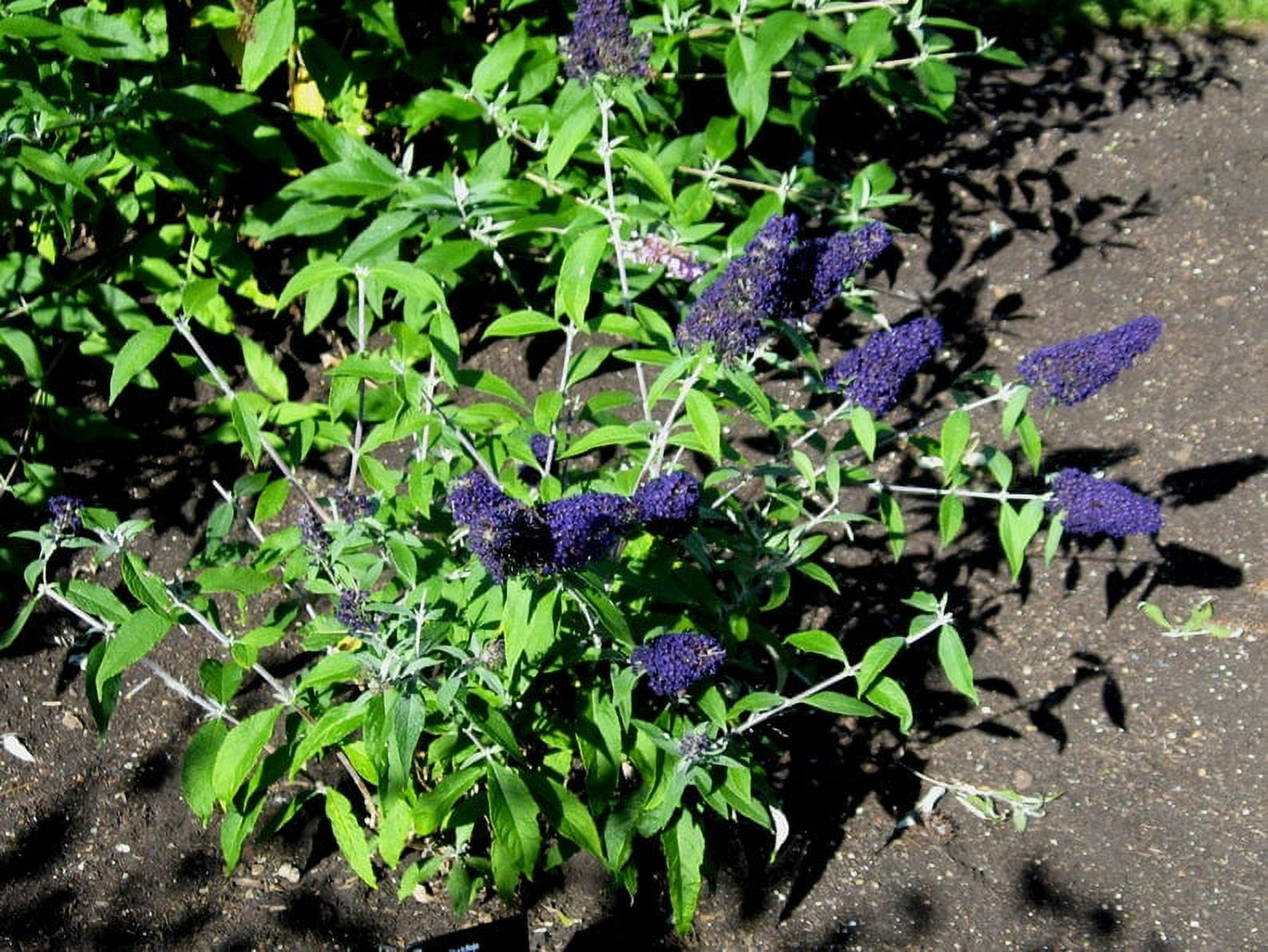 Buzz Midnight Butterfly Bush - 3 Live Outdoor Full Sun Perennial Plants ...