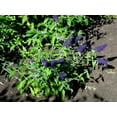 Buzz Midnight Butterfly Bush - 3 Live Outdoor Full Sun Perennial Plants ...