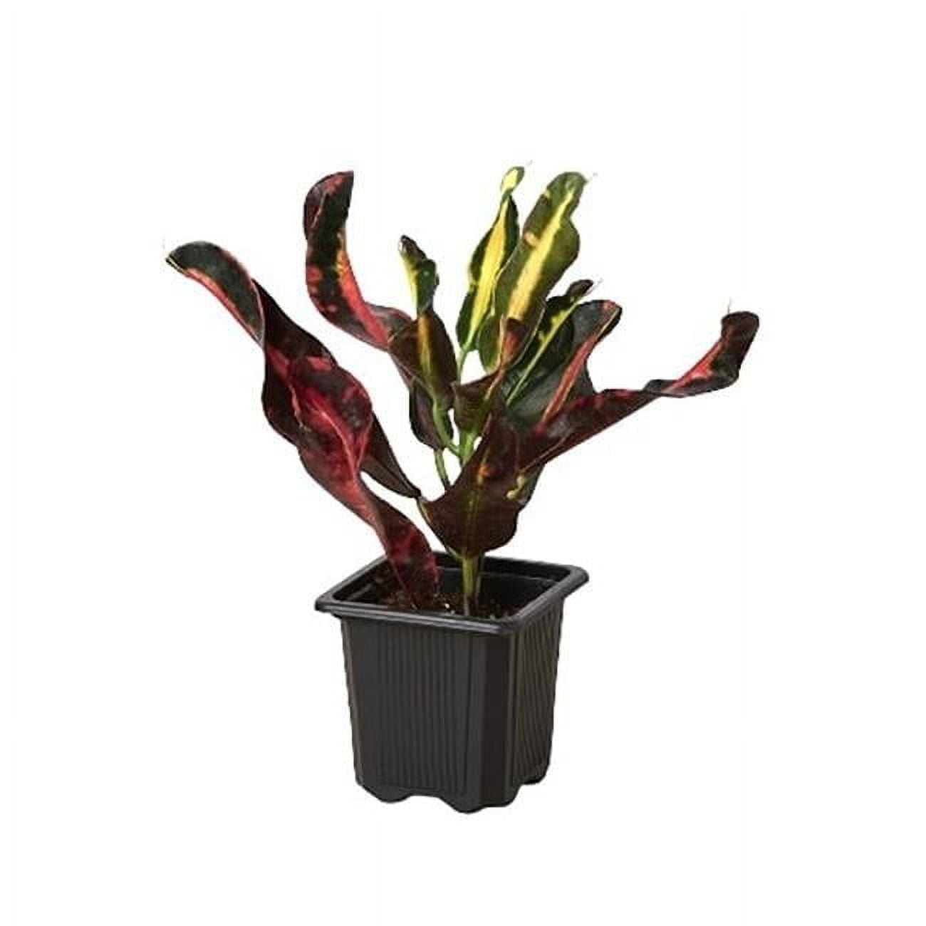 3-CROTON-MAMMY Mammy Croton Plant - Walmart.com