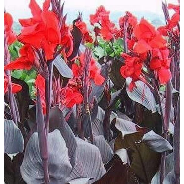 CZ Grain Giant Flowering Canna Lily Bulbs - 3 Pack for Planting, Red ...