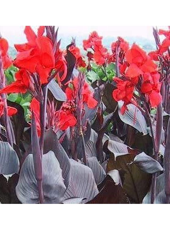 Canna Lily Bulbs in Plant Bulbs - Walmart.com