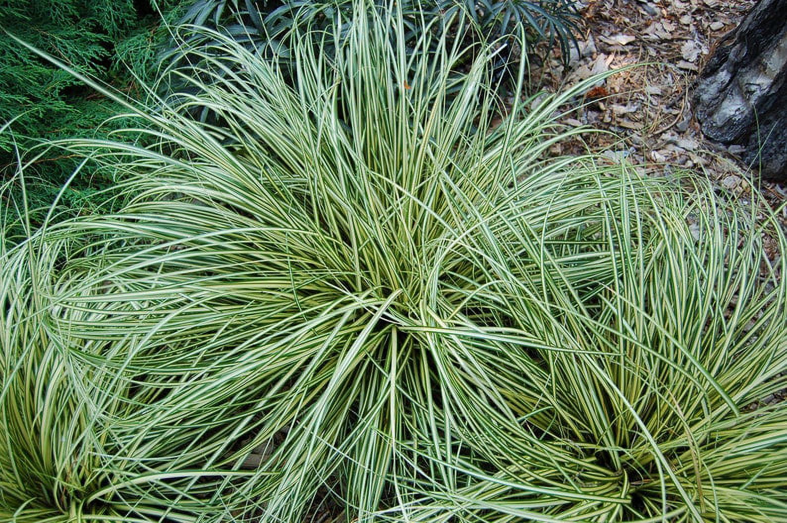 3 Carex Evergold-Containers in 4 Inch Size - Walmart.com