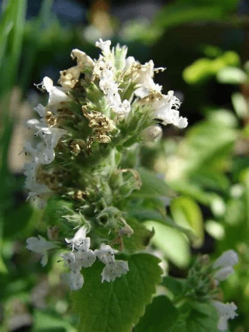 LIVE Fresh 3 Catnip Plant, Low Maintenance Indoor House Herb in a 3.5 ...