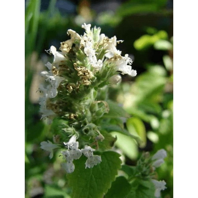 LIVE Fresh 3 Catnip Plant, Low Maintenance Indoor House Herb in a 3.5 ...