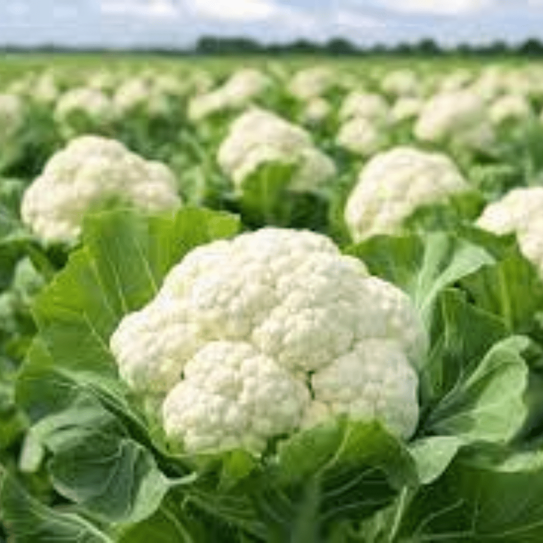 3 Cauliflower Snow Crown Plants Live, Live Cauliflower Plants ...