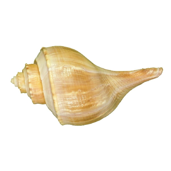 3 Channel Whelk Seahells 4-6" (Set of 3) - Walmart.com