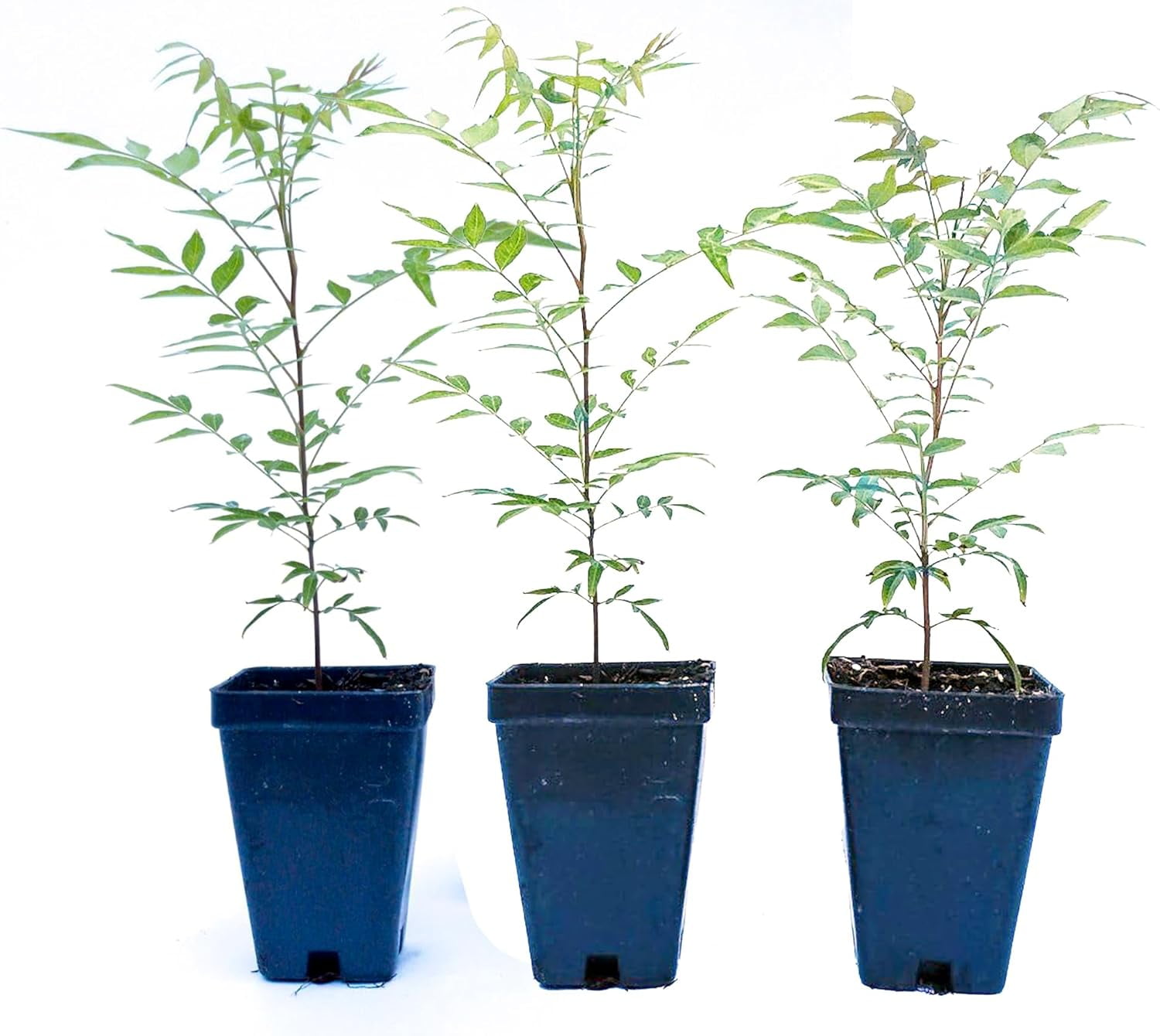 Live Chinese Pistache Trees, 3 Fully Rooted in 2.5" Nursery Cubes ...