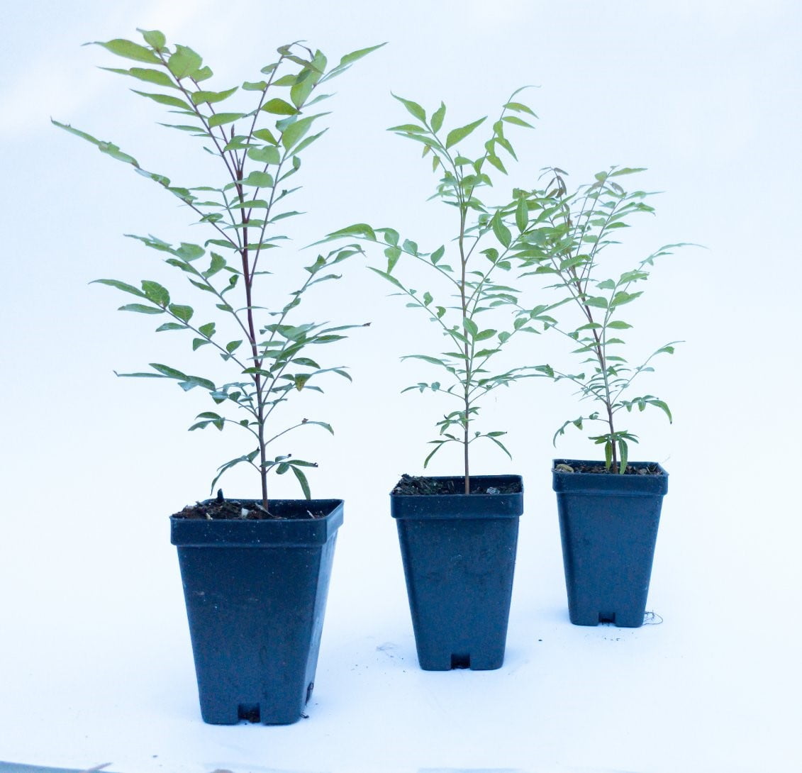 Live Chinese Pistache Trees, 3 Fully Rooted in 2.5" Nursery Cubes ...