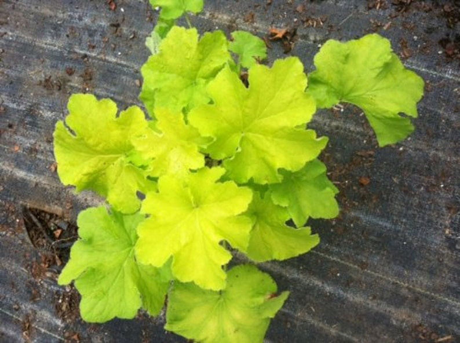 3 Citronella Heuchera/coral Bells in 4 inch Containers - Walmart.com