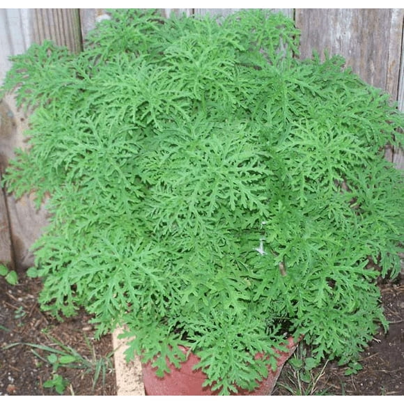 Hanging Citronella Plant