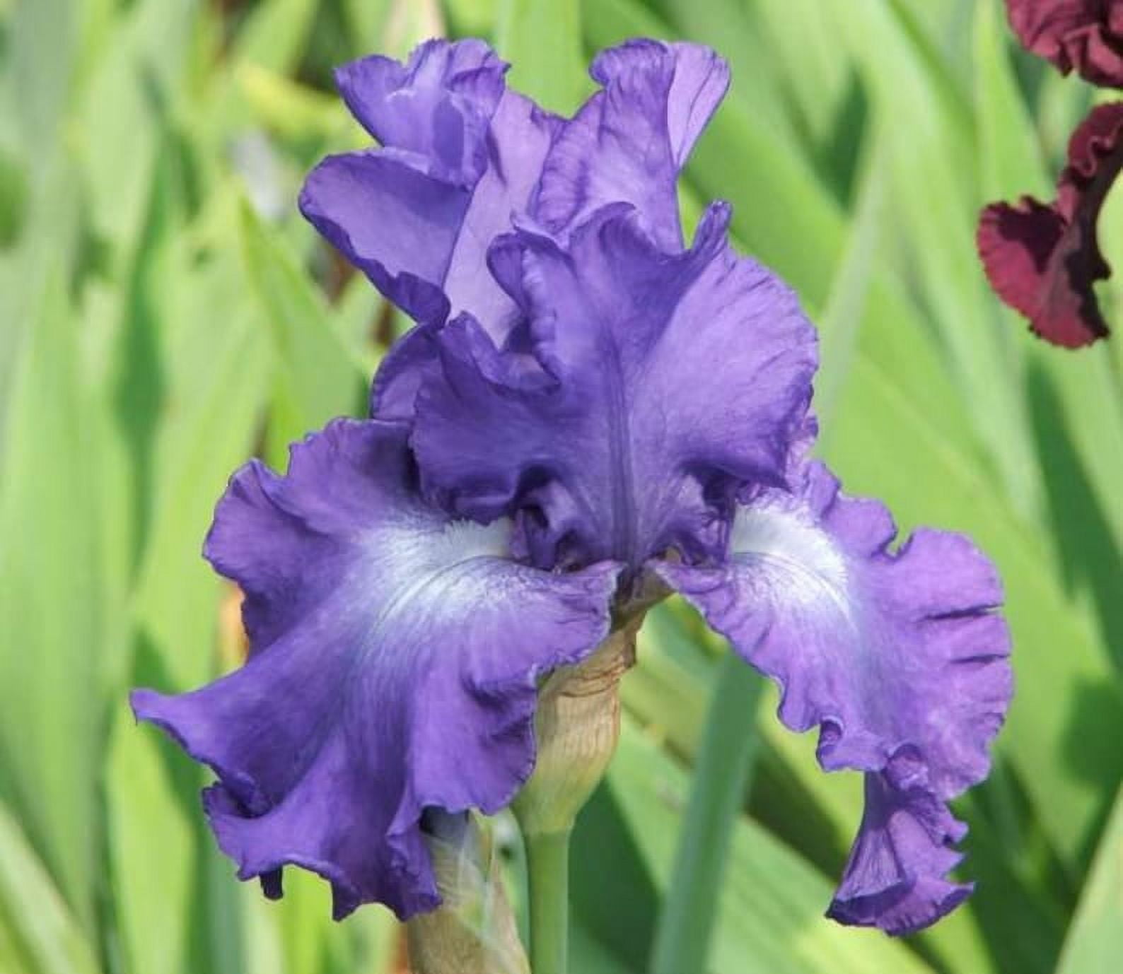 3 City Lights Iris - Iris Germanica Bareroot - Walmart.com